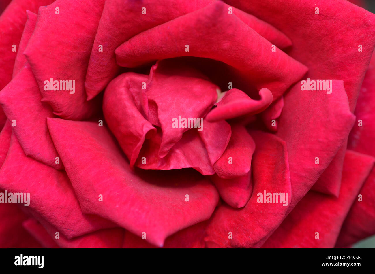 Single red rose close up showing petals. Beautiful Macro Red Rose ...