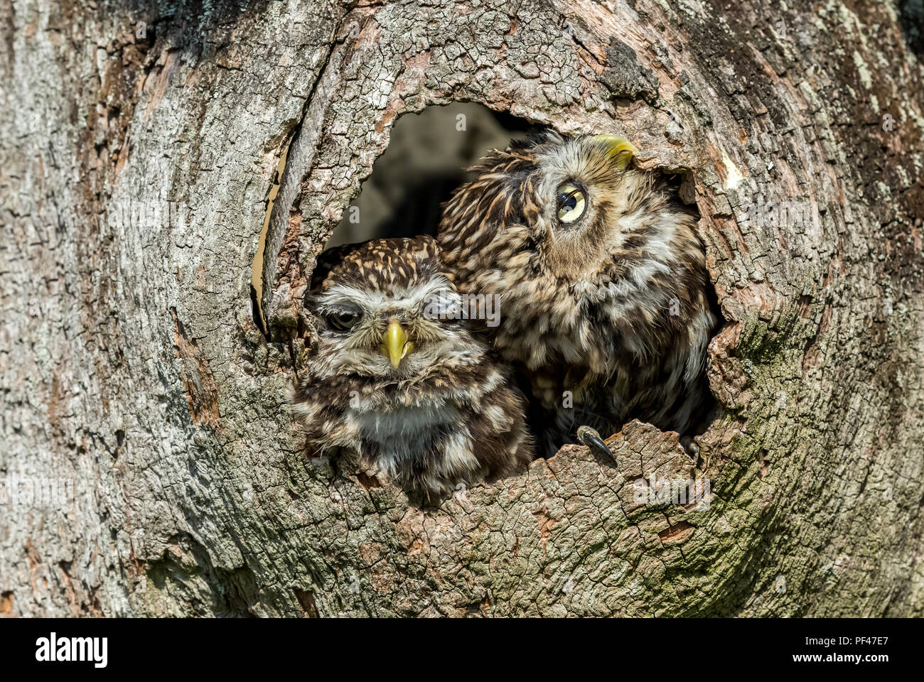 Owlets and owl hi-res stock photography and images - Alamy