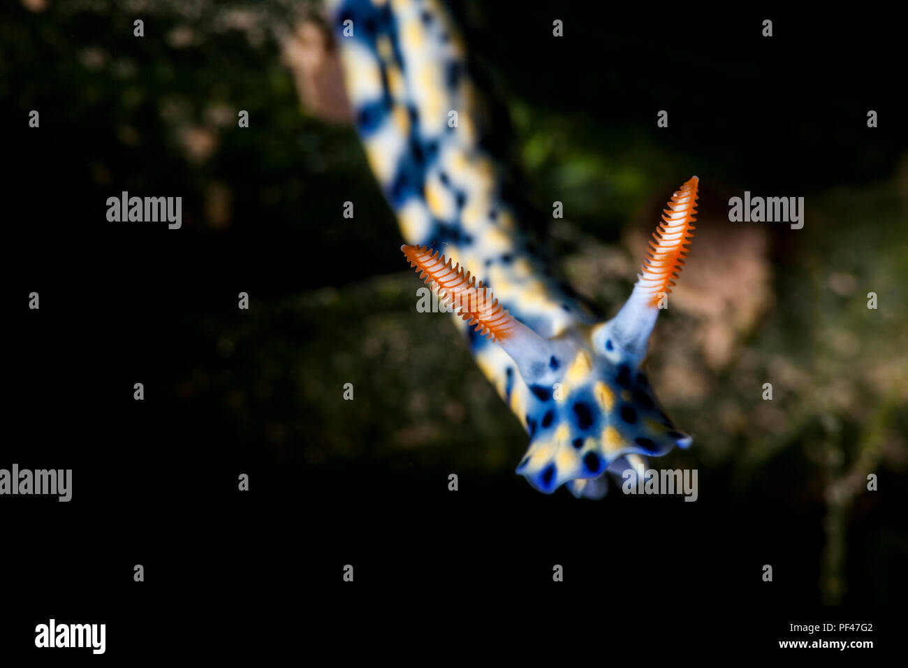 Hypselodoris infucata hi-res stock photography and images - Alamy