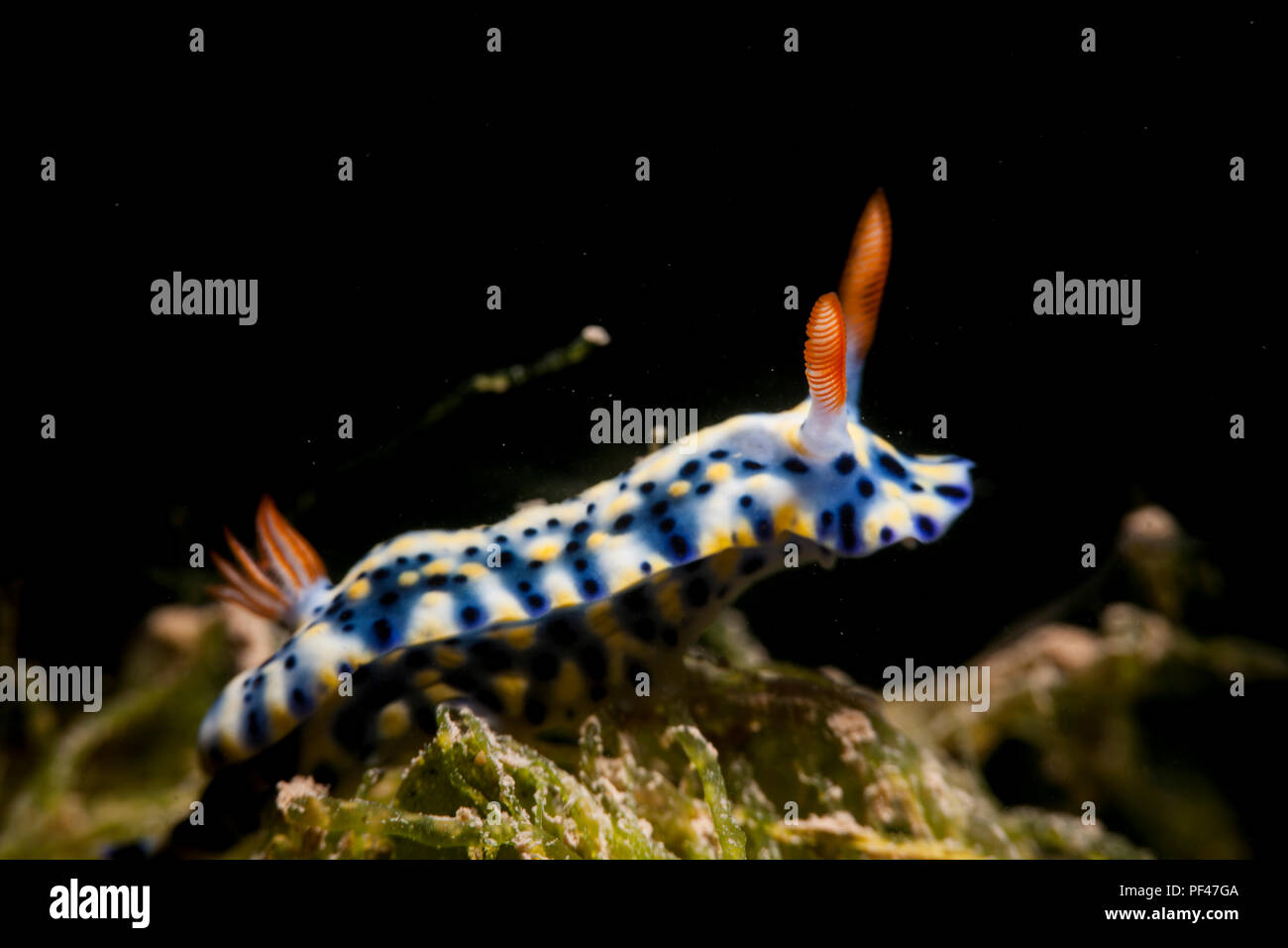 Hypselodoris infucata hi-res stock photography and images - Alamy