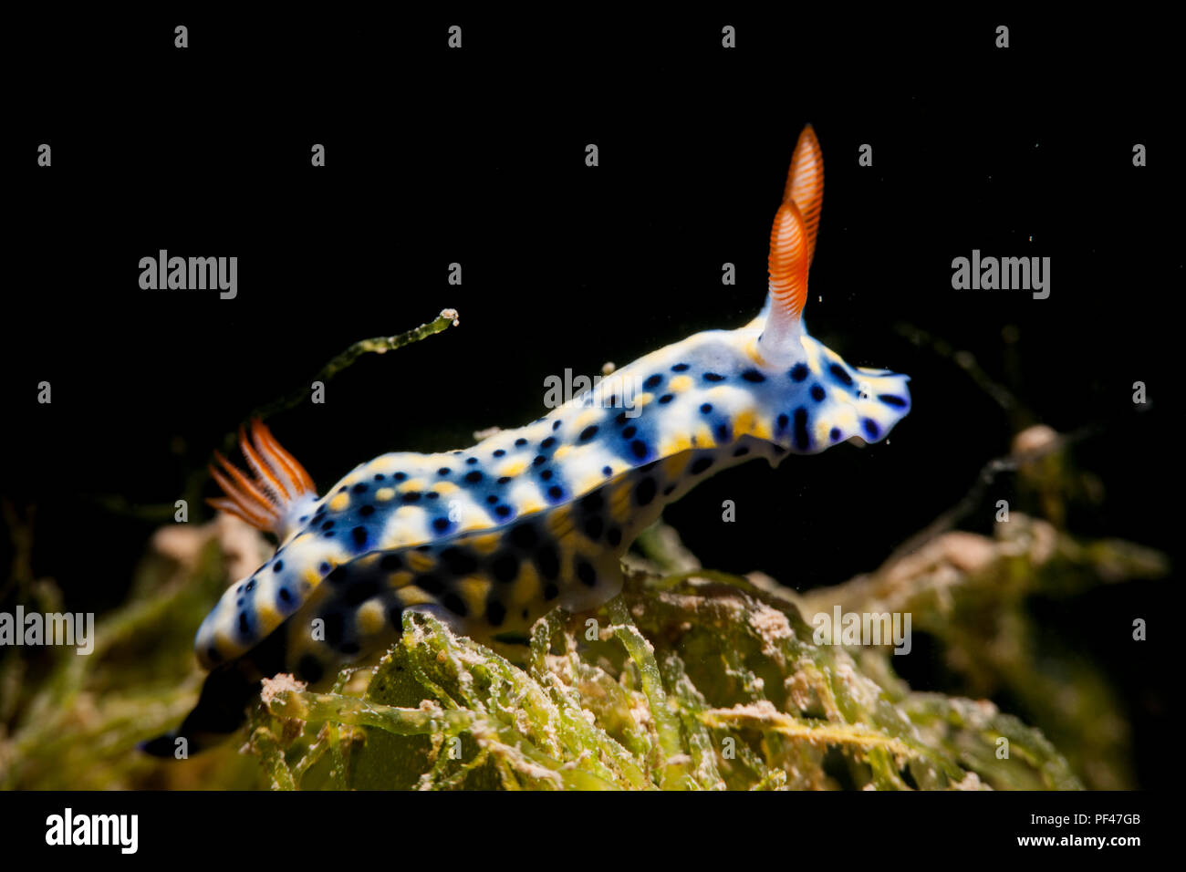 Hypselodoris infucata hi-res stock photography and images - Alamy