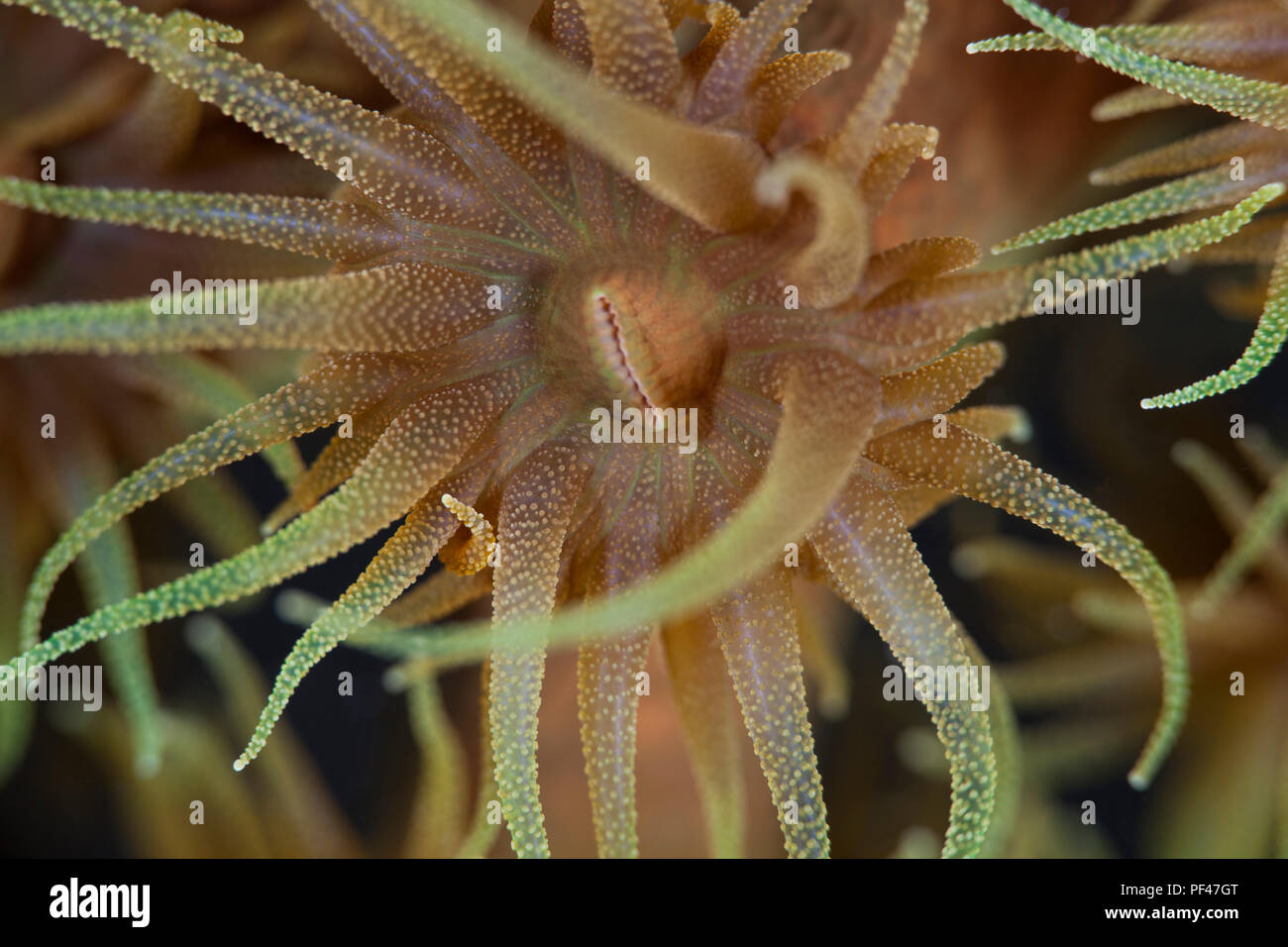 Single Polyp High Resolution Stock Photography and Images - Alamy