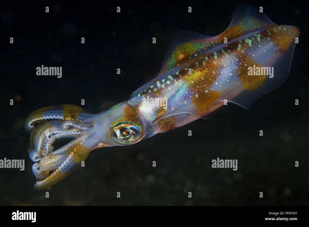 Squid (Loligo) at night Stock Photo - Alamy
