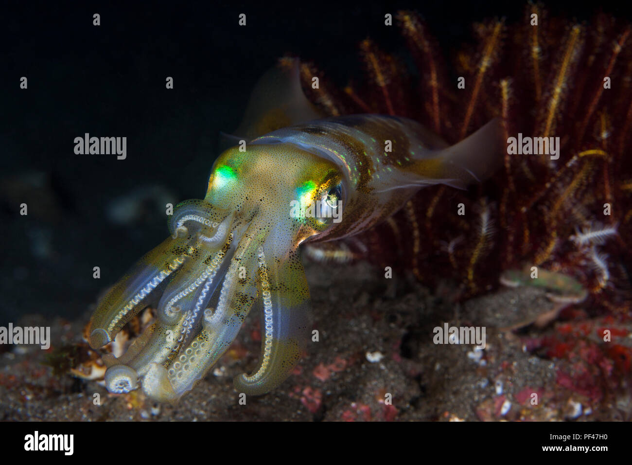 Squid (Loligo) at night Stock Photo - Alamy