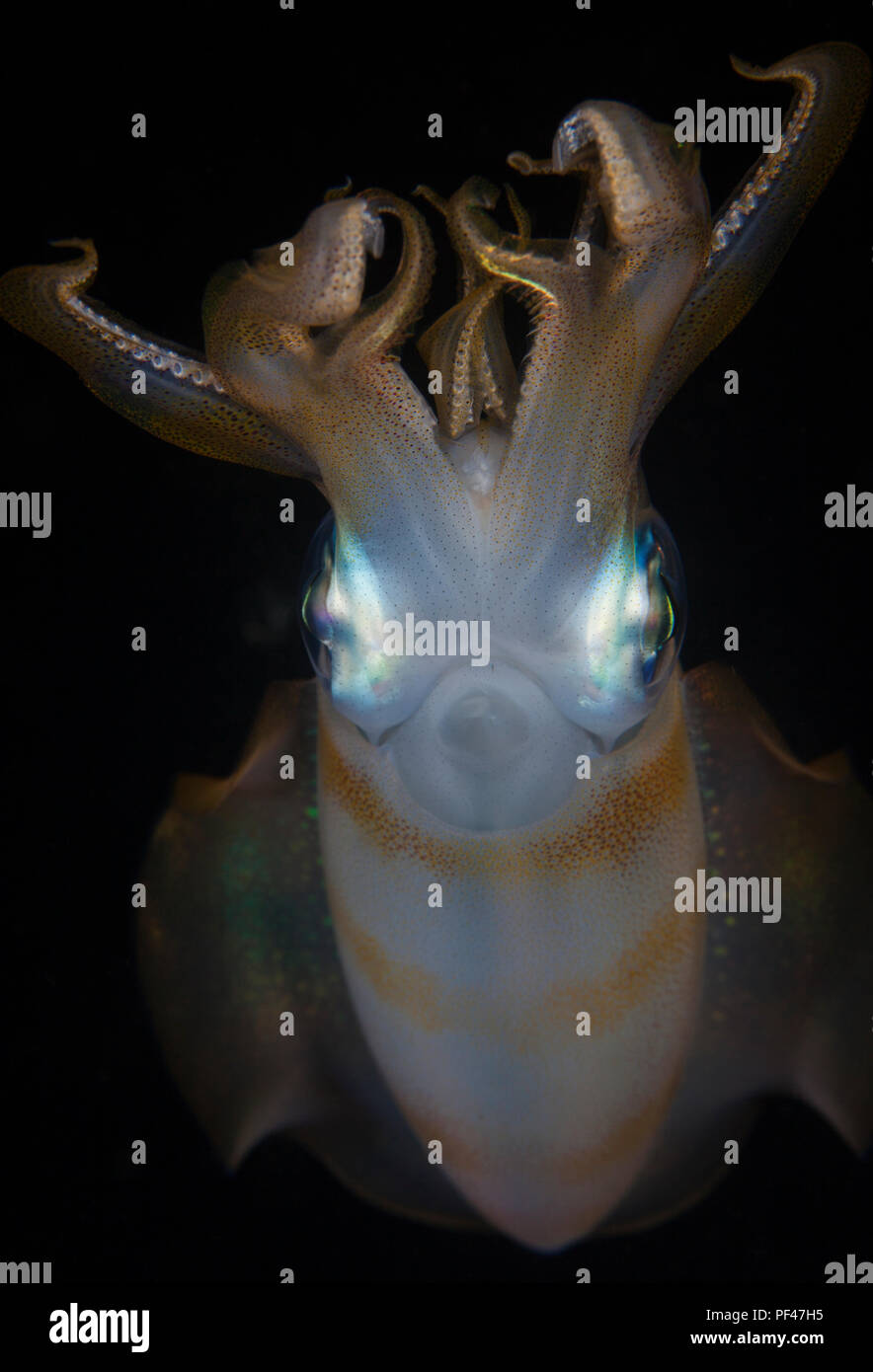 Squid (Loligo) at night Stock Photo - Alamy