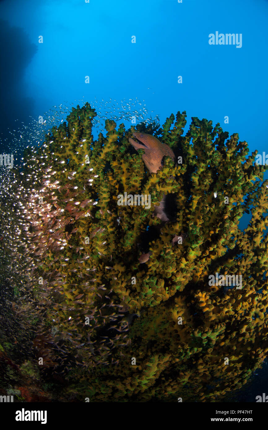 Giant Moray (Gymnothorax Javanicus) and Glassfish (Ambassidae) in a ...