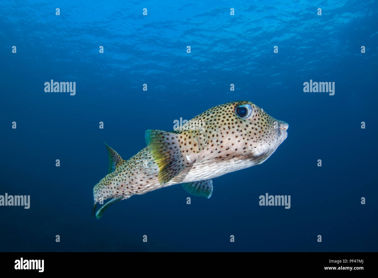 Spotted Porcupinefish Diodon Hystrix Stock Photo - Alamy