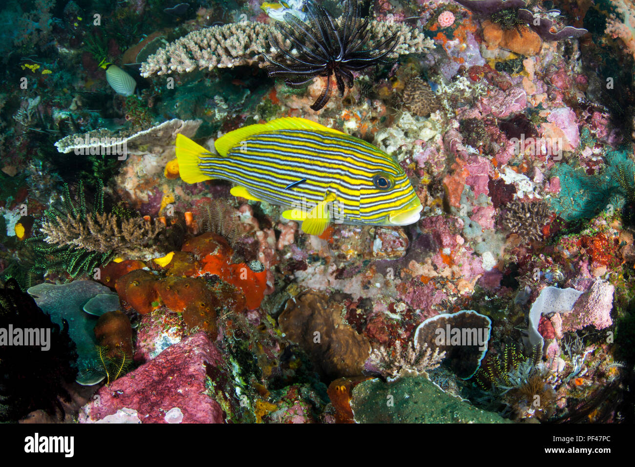 The Ribboned Sweetlips, Plectorhinchus Polytaenia is a species of grunt ...