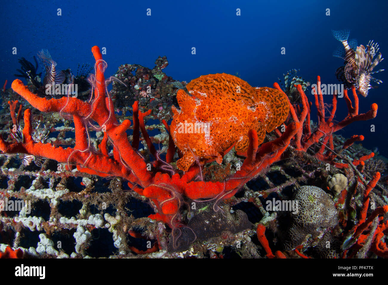 Red Giant Frogfish High Resolution Stock Photography and Images - Alamy