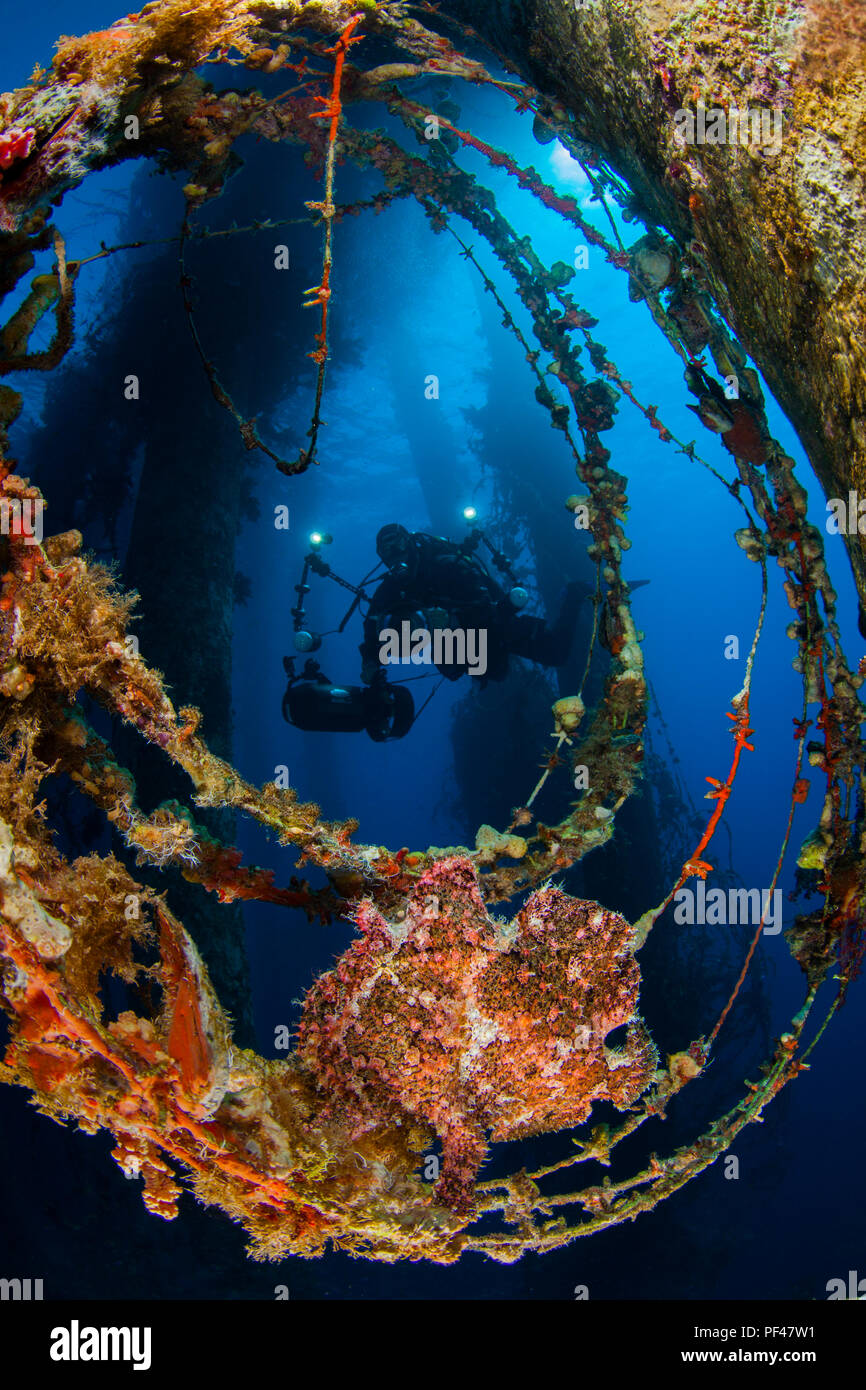 Frogfish on barb wire and a diver in Katsa dive site. Eilat Israel ...