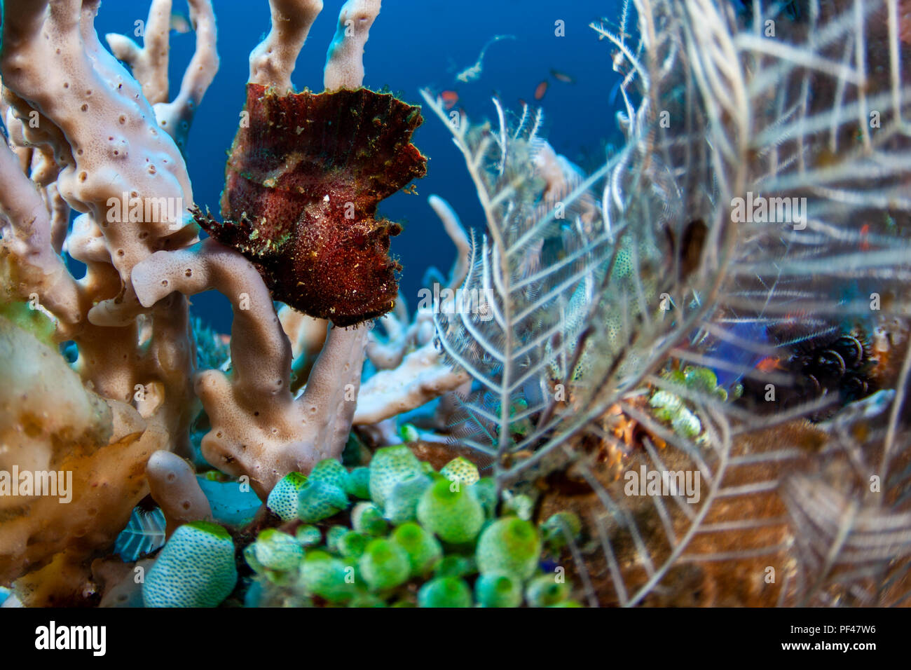 Brown water scorpion hi-res stock photography and images - Alamy