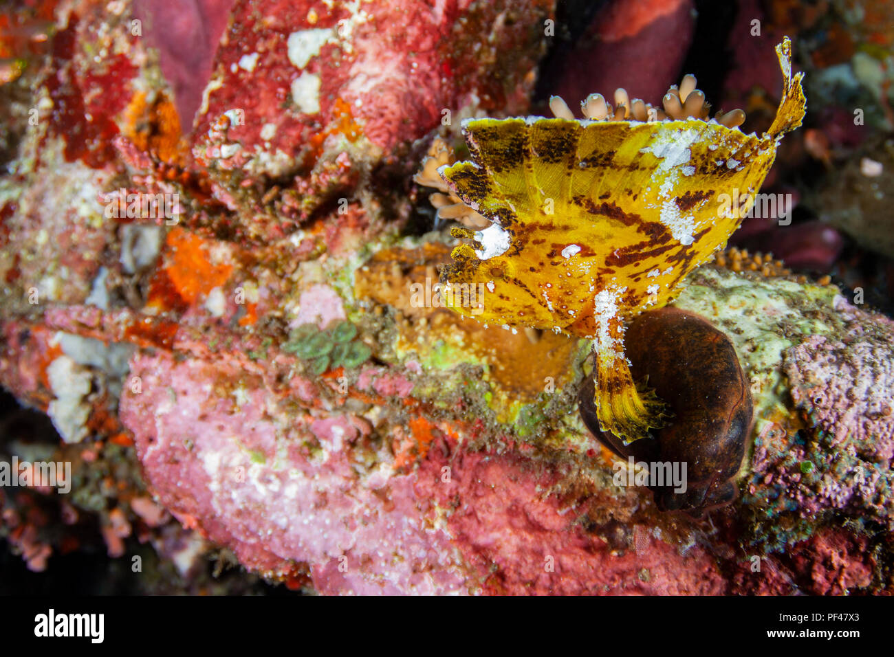Yellow Leaf Scorpion Fish Taenianotus triacanthus . Amed, Bali Stock ...