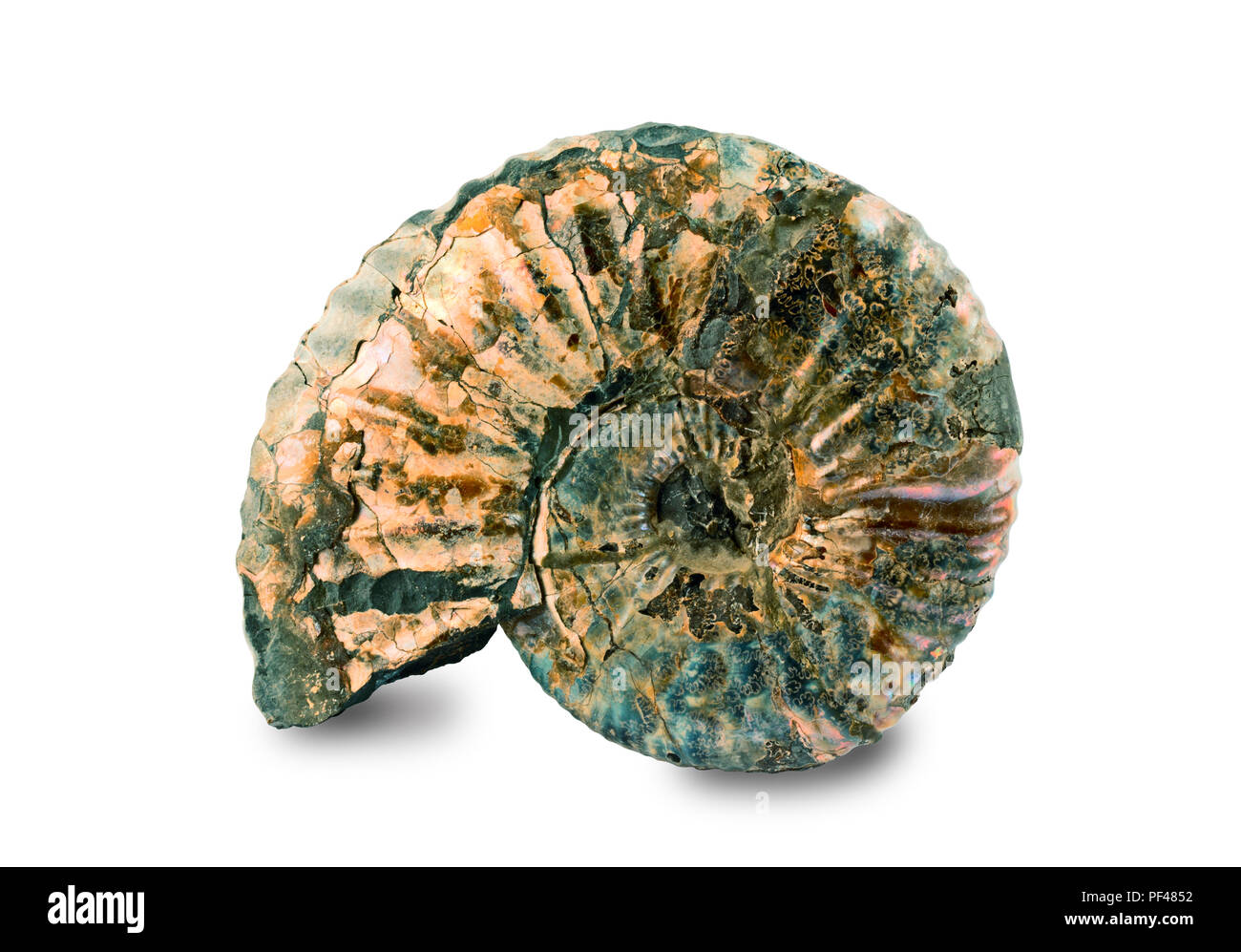 Petrified shell isolated on white background. Clipping path Stock Photo ...
