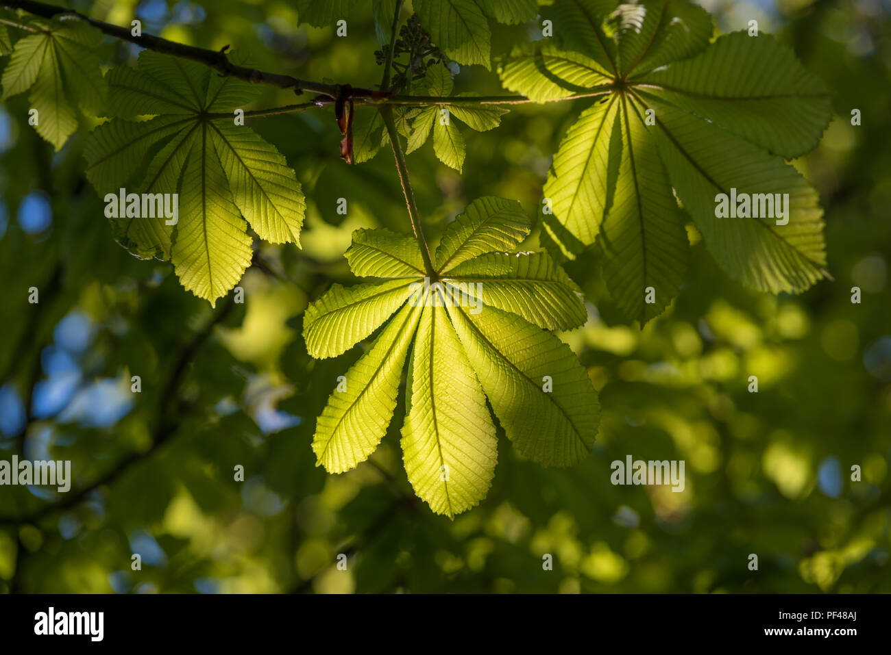 chestnut foliage backlit by the sun Stock Photo - Alamy