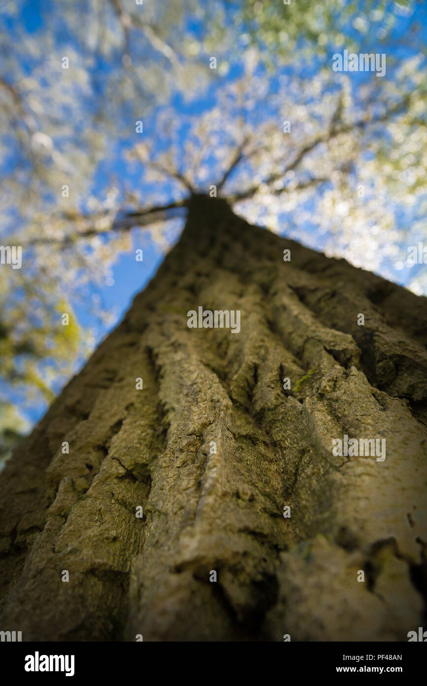 Closeup of a tree hi-res stock photography and images - Alamy