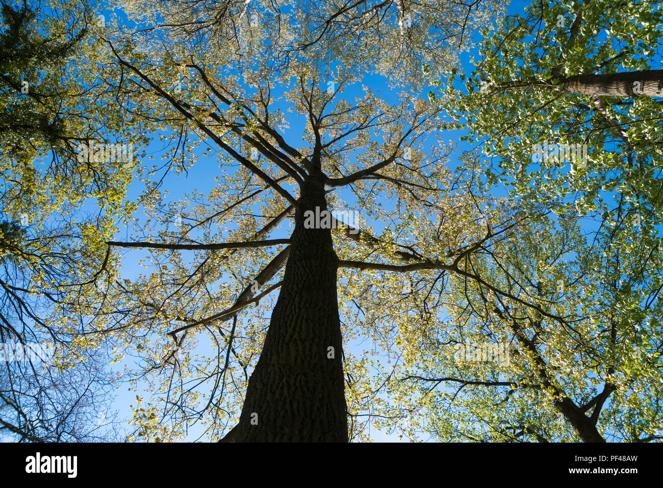 Spring canopy hi-res stock photography and images - Alamy