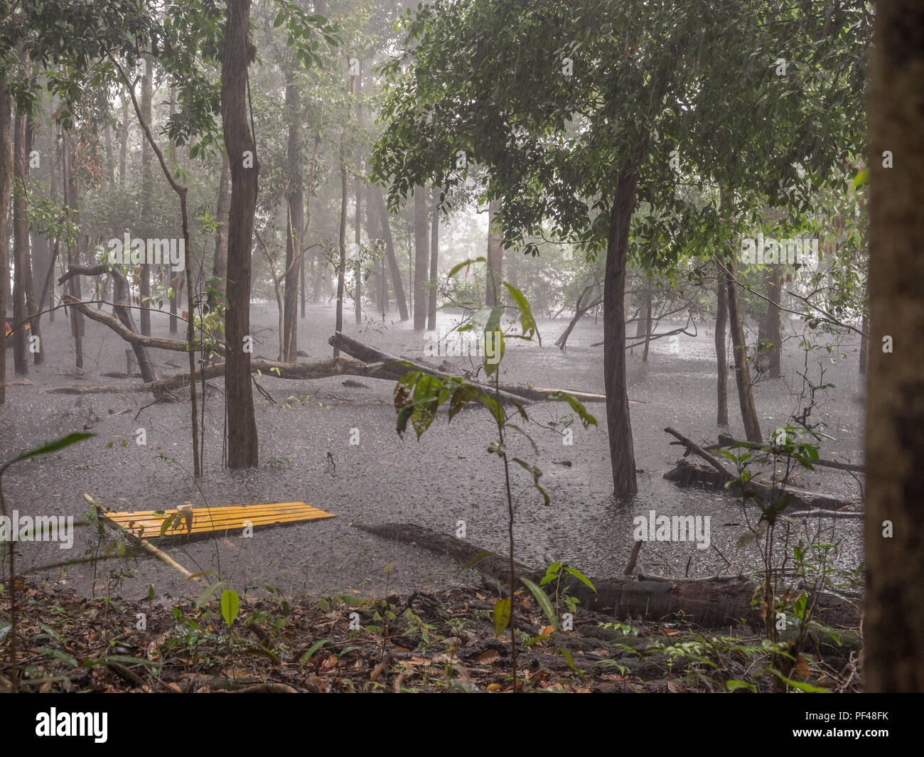 Heavy Rainfall In Rainforest