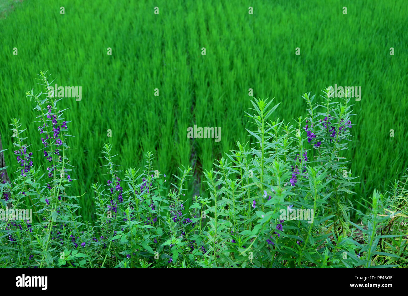 Rice paddy flower hi-res stock photography and images - Alamy