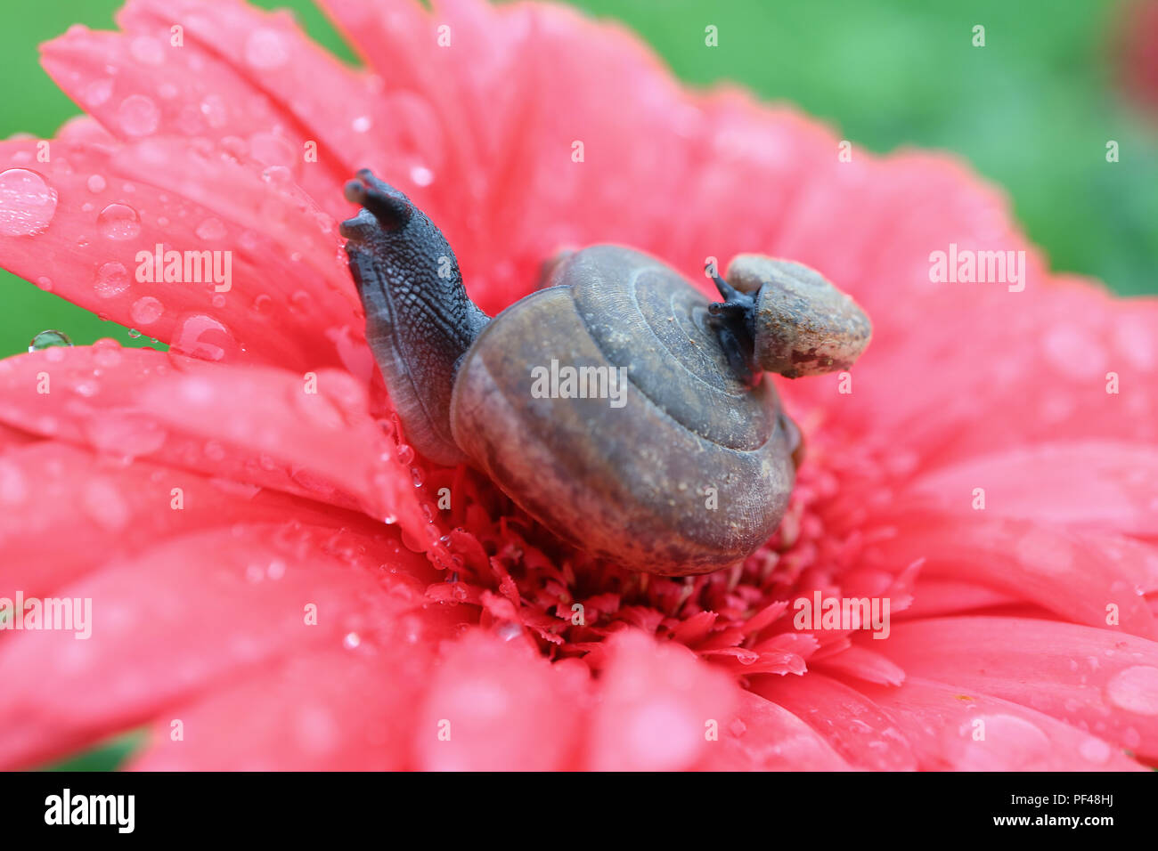 Baby snail hi-res stock photography and images - Alamy