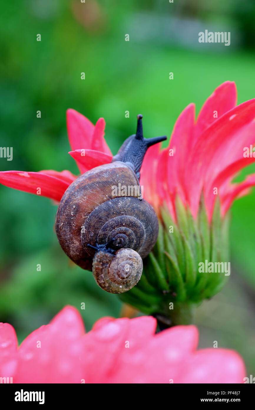Mother snail carrying baby snail on her shell climbing on a vivid pink ...