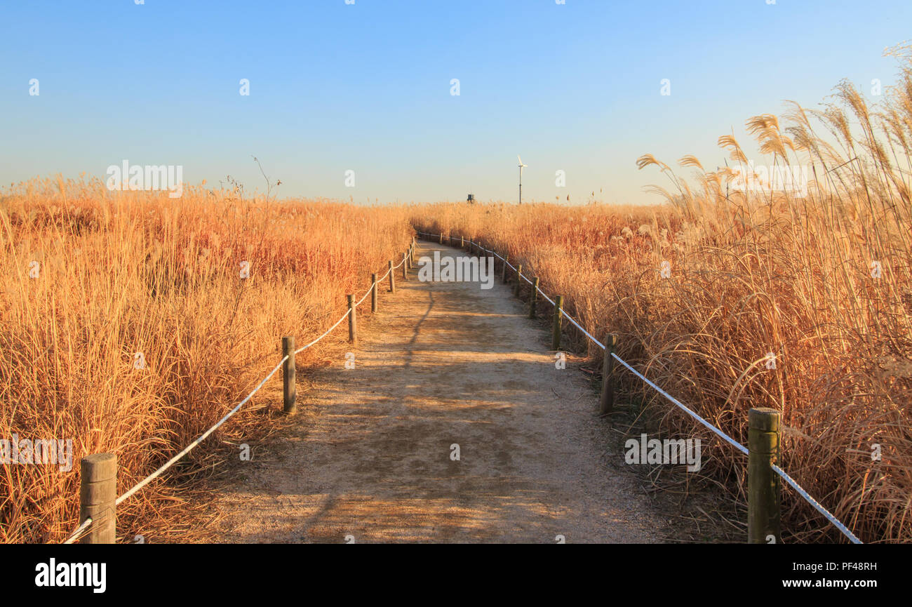 Seoul, korea haneul park hi-res stock photography and images - Alamy