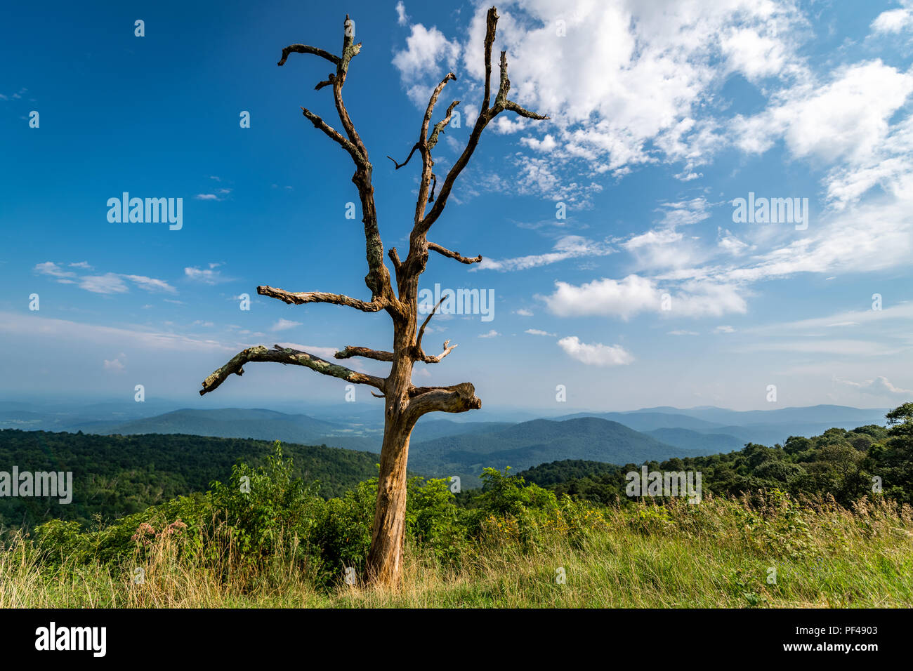 Cross shaped tree with mountains beyond in the Shenandoah National ...