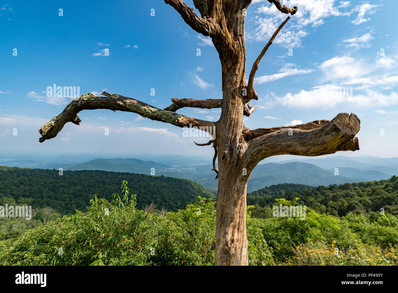 Cross shaped tree with mountains beyond in the Shenandoah National ...