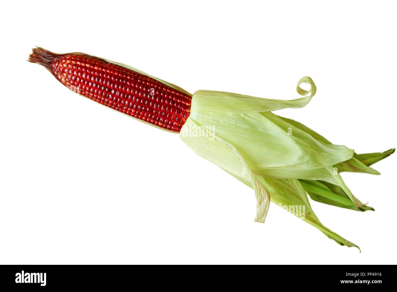 Vibrant red purple fresh raw purple corn with light green husks ...