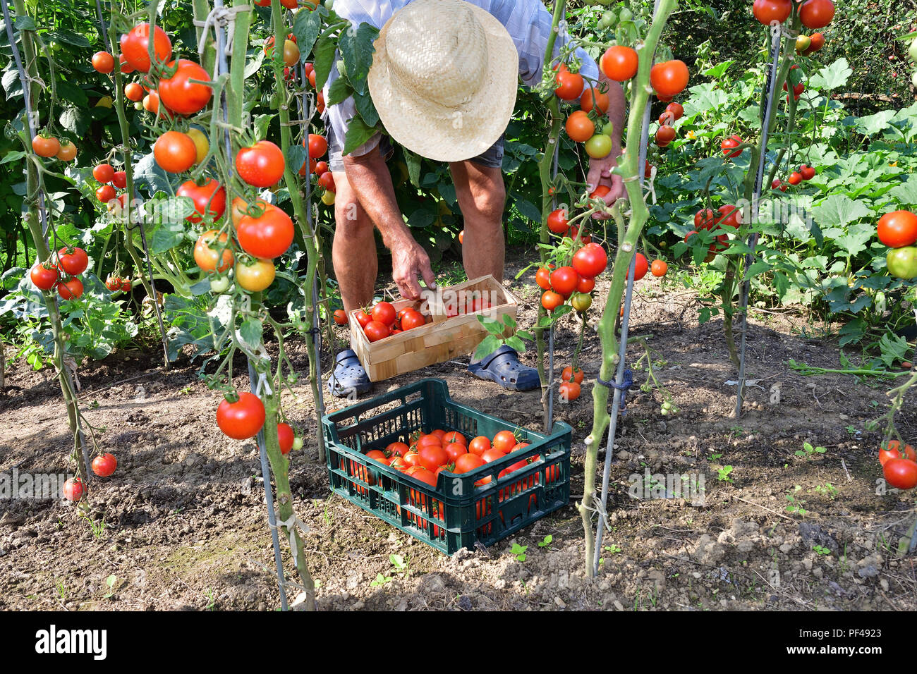 farmer collects tomato crops Stock Photo - Alamy