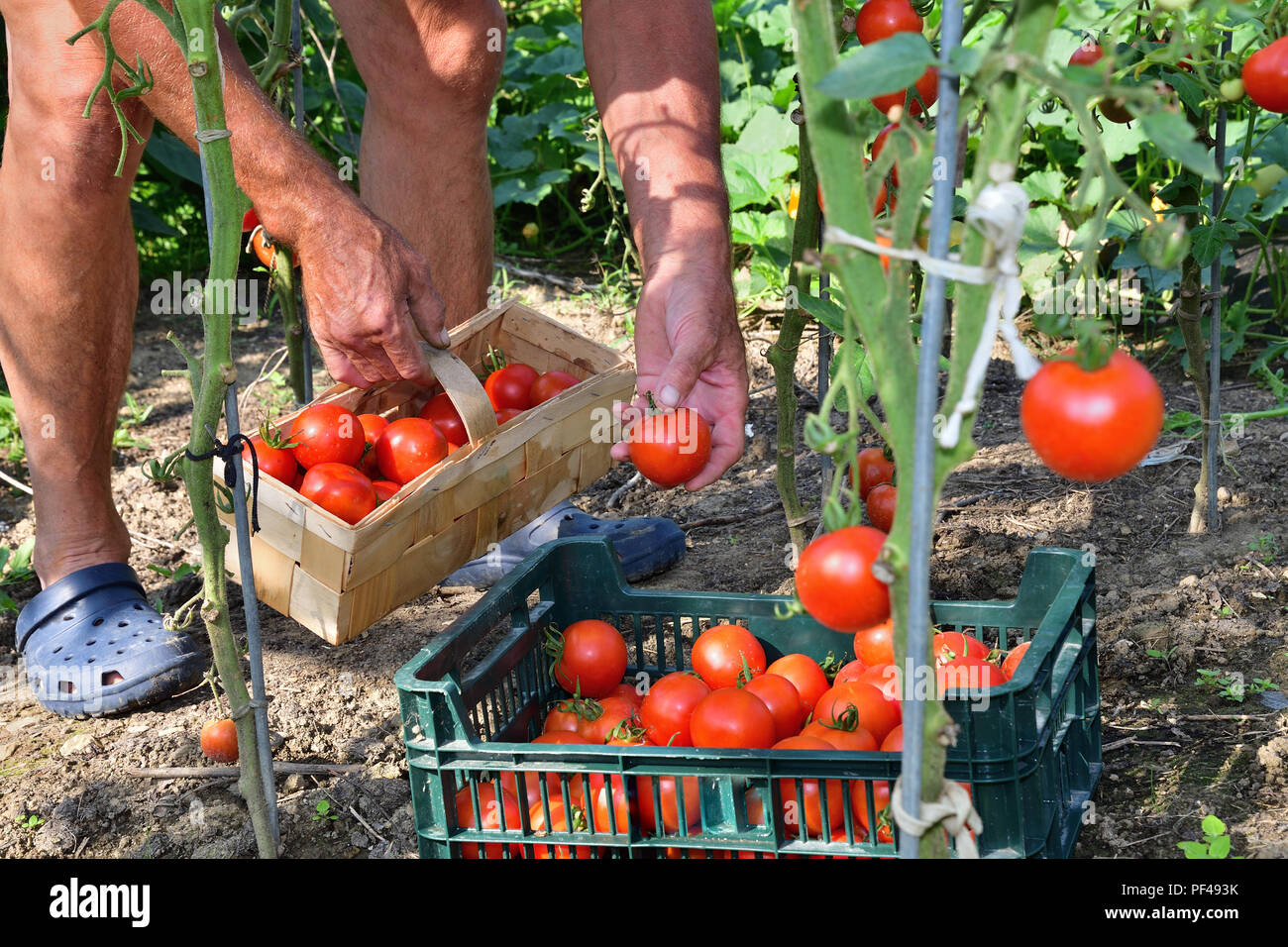 farmer collects tomato crops Stock Photo - Alamy
