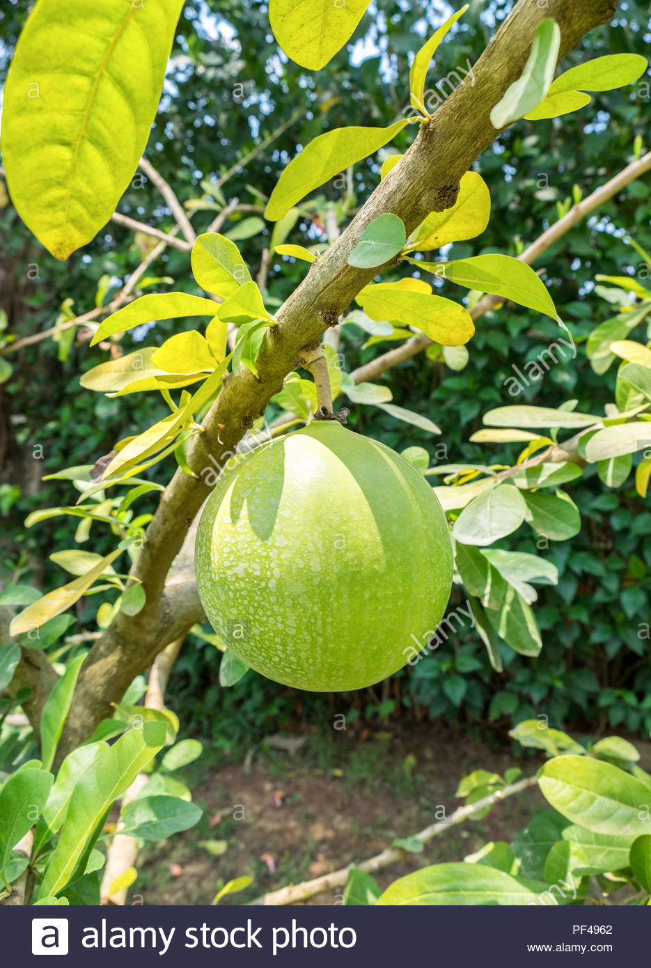 Calabash Tree Stock Photos & Calabash Tree Stock Images - Alamy