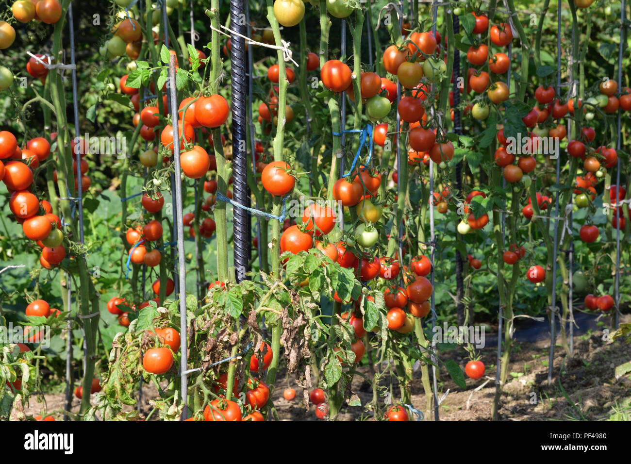 farmer collects tomato crops Stock Photo - Alamy
