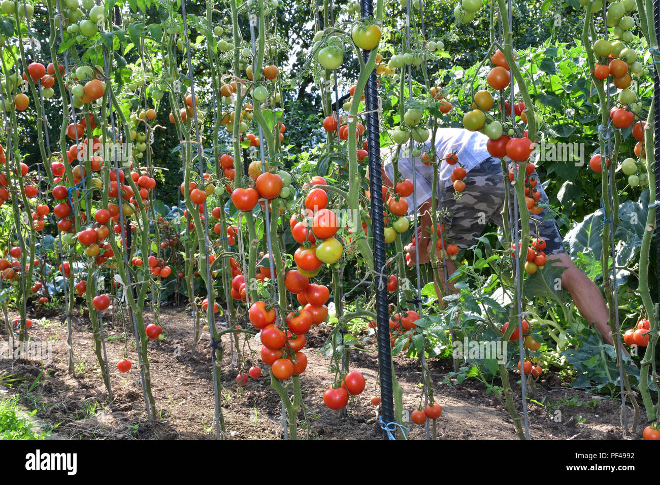 farmer collects tomato crops Stock Photo - Alamy