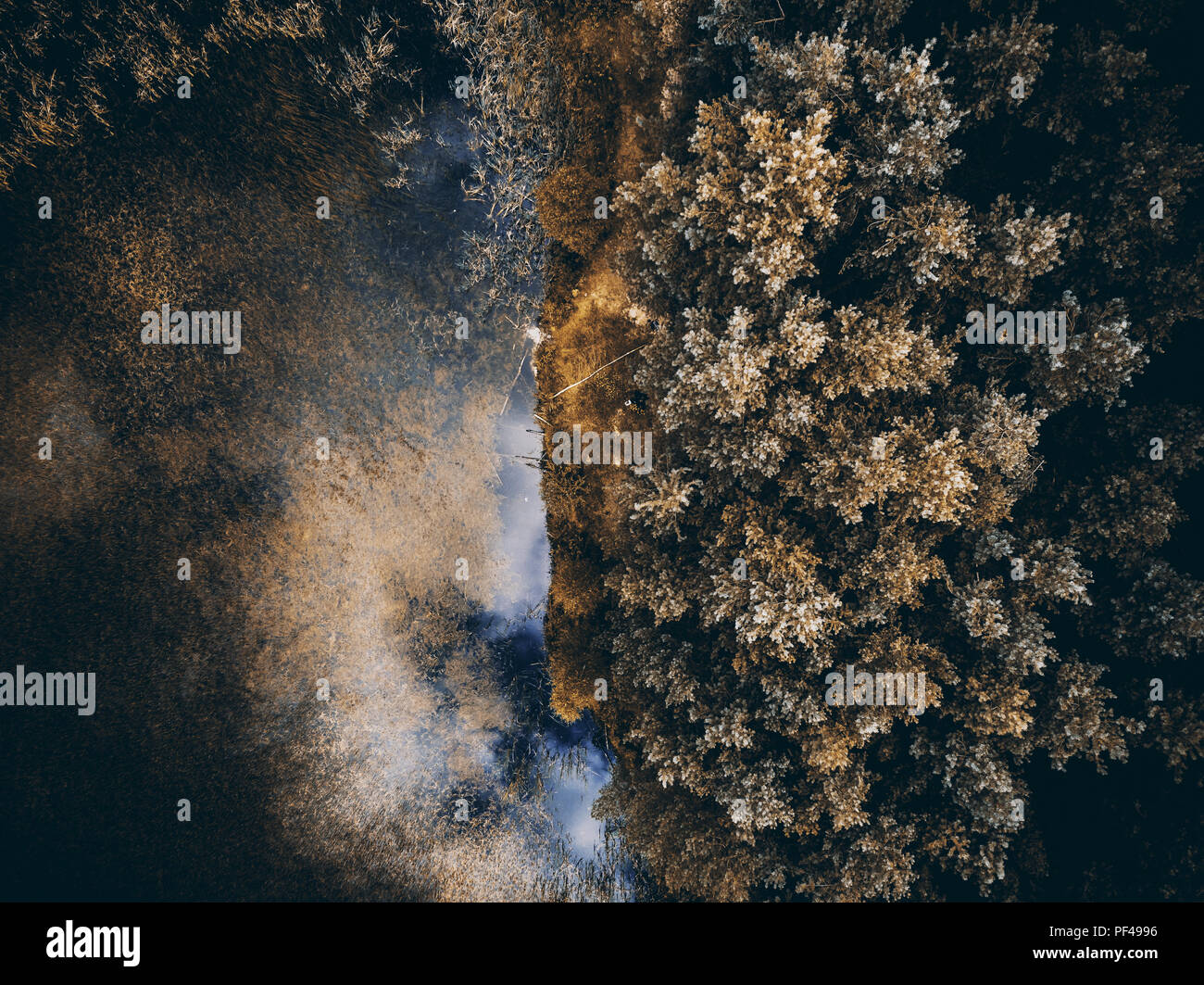 Top down aerial view conifer hi-res stock photography and images - Alamy