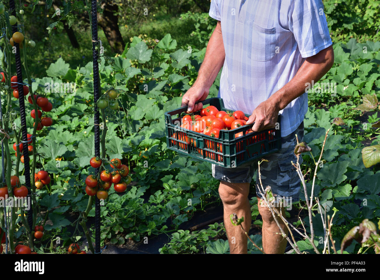 farmer collects tomato crops Stock Photo - Alamy