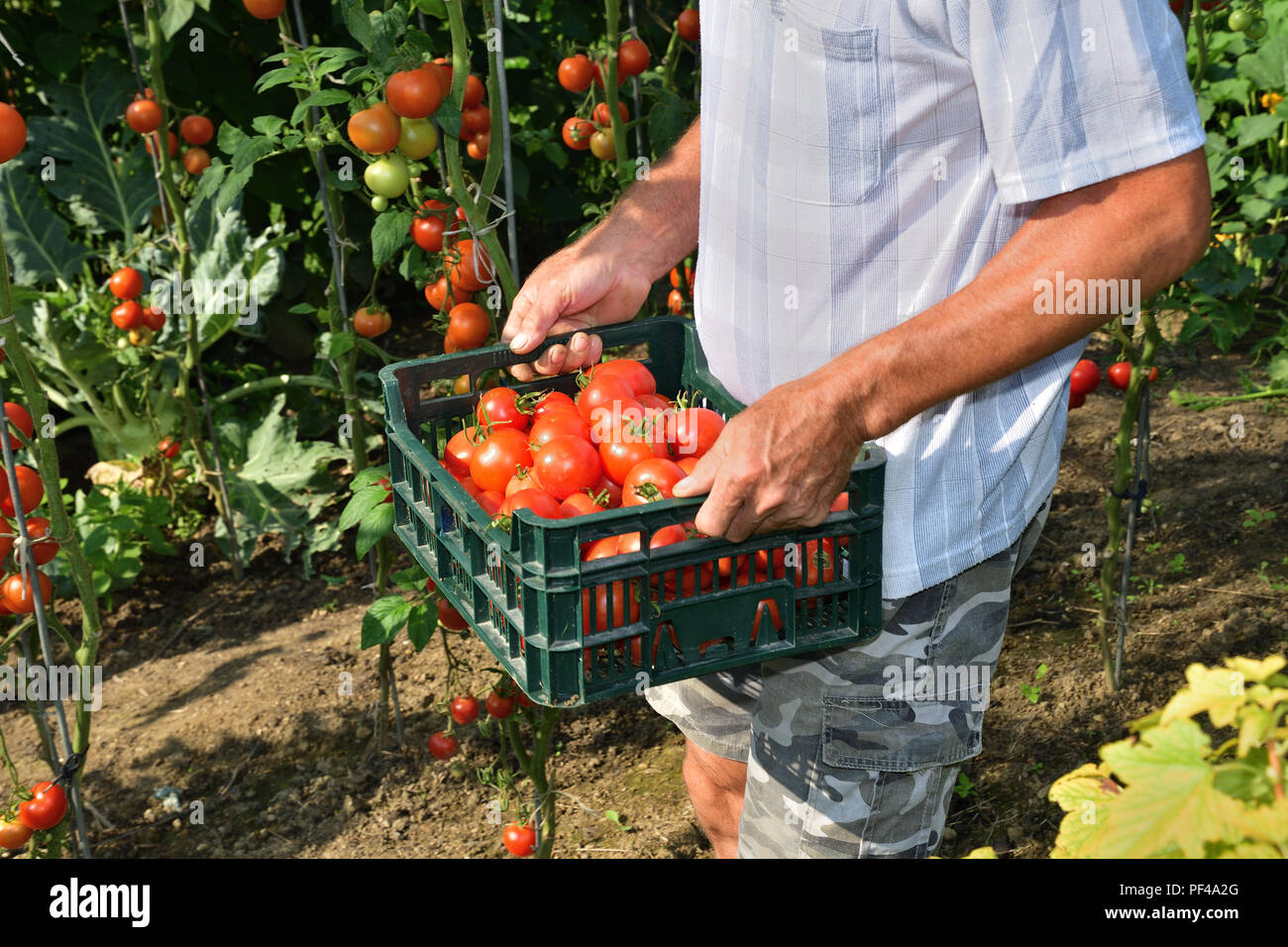 farmer collects tomato crops Stock Photo - Alamy
