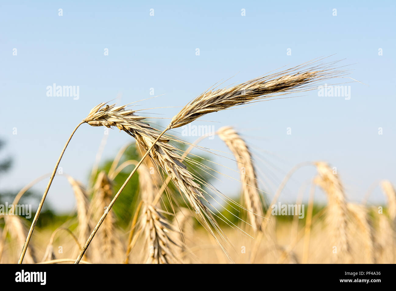 Field of rye in sunny day (Poland Stock Photo - Alamy