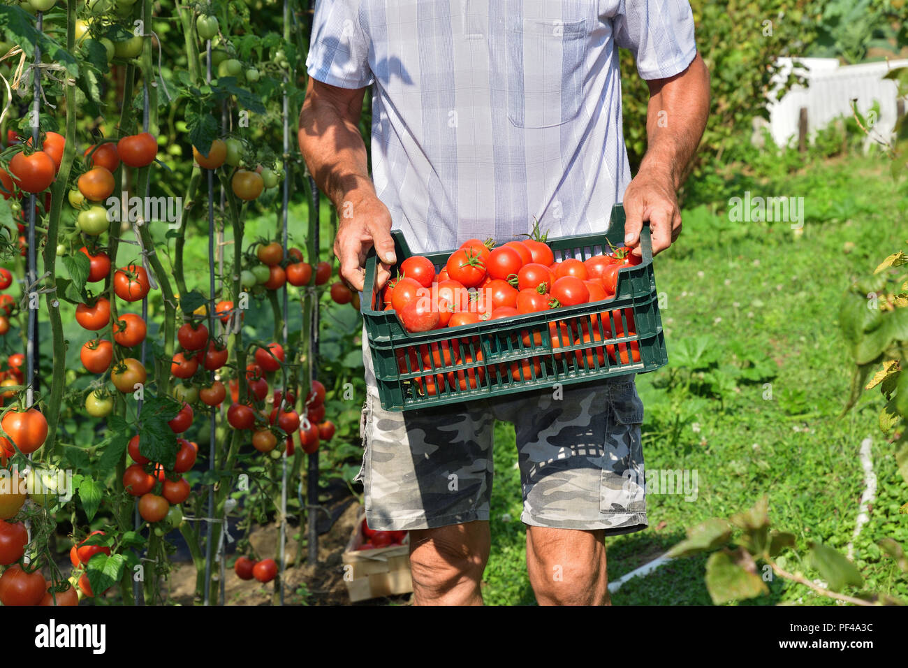 farmer collects tomato crops Stock Photo - Alamy