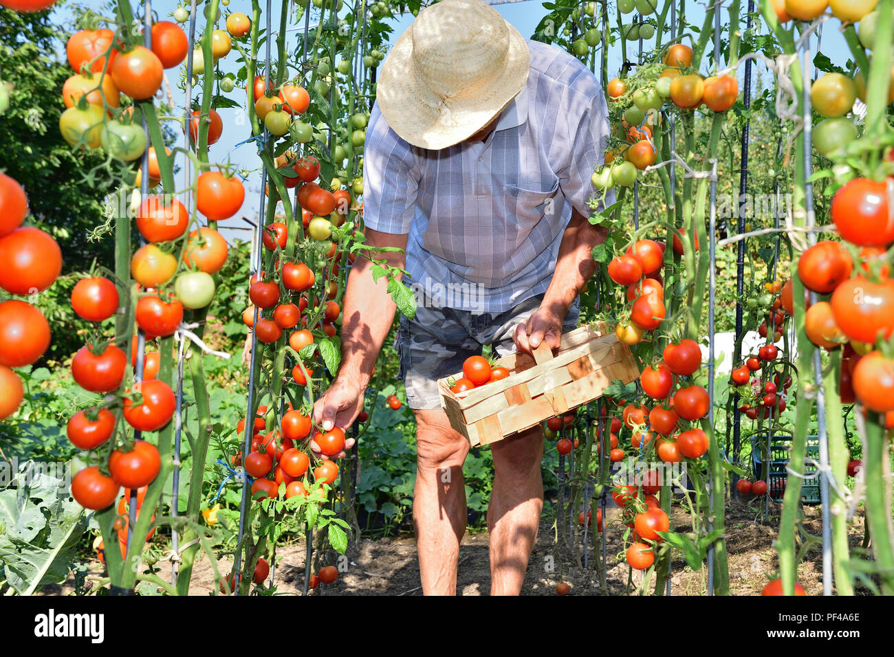 farmer collects tomato crops Stock Photo - Alamy