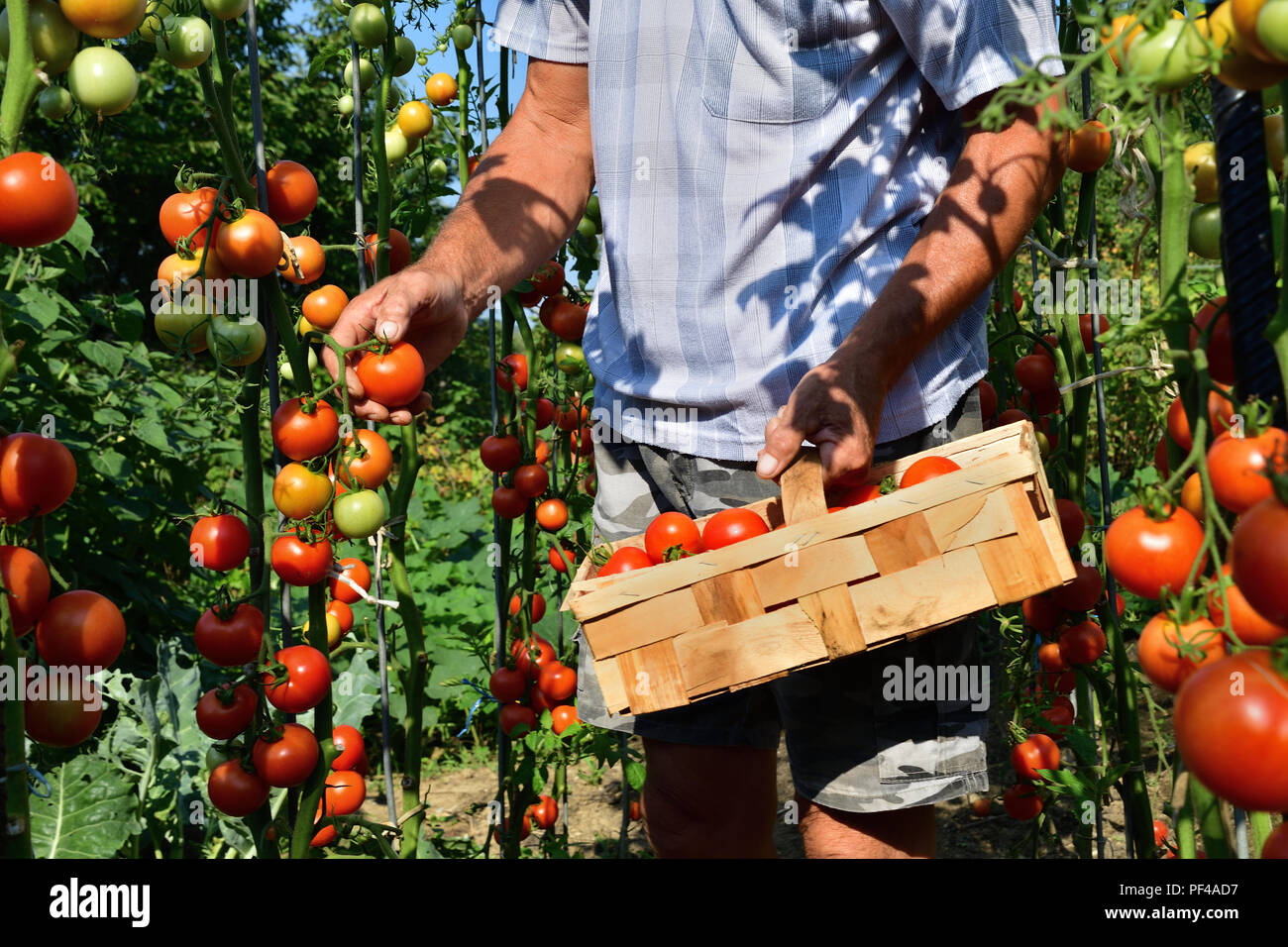 farmer collects tomato crops Stock Photo - Alamy