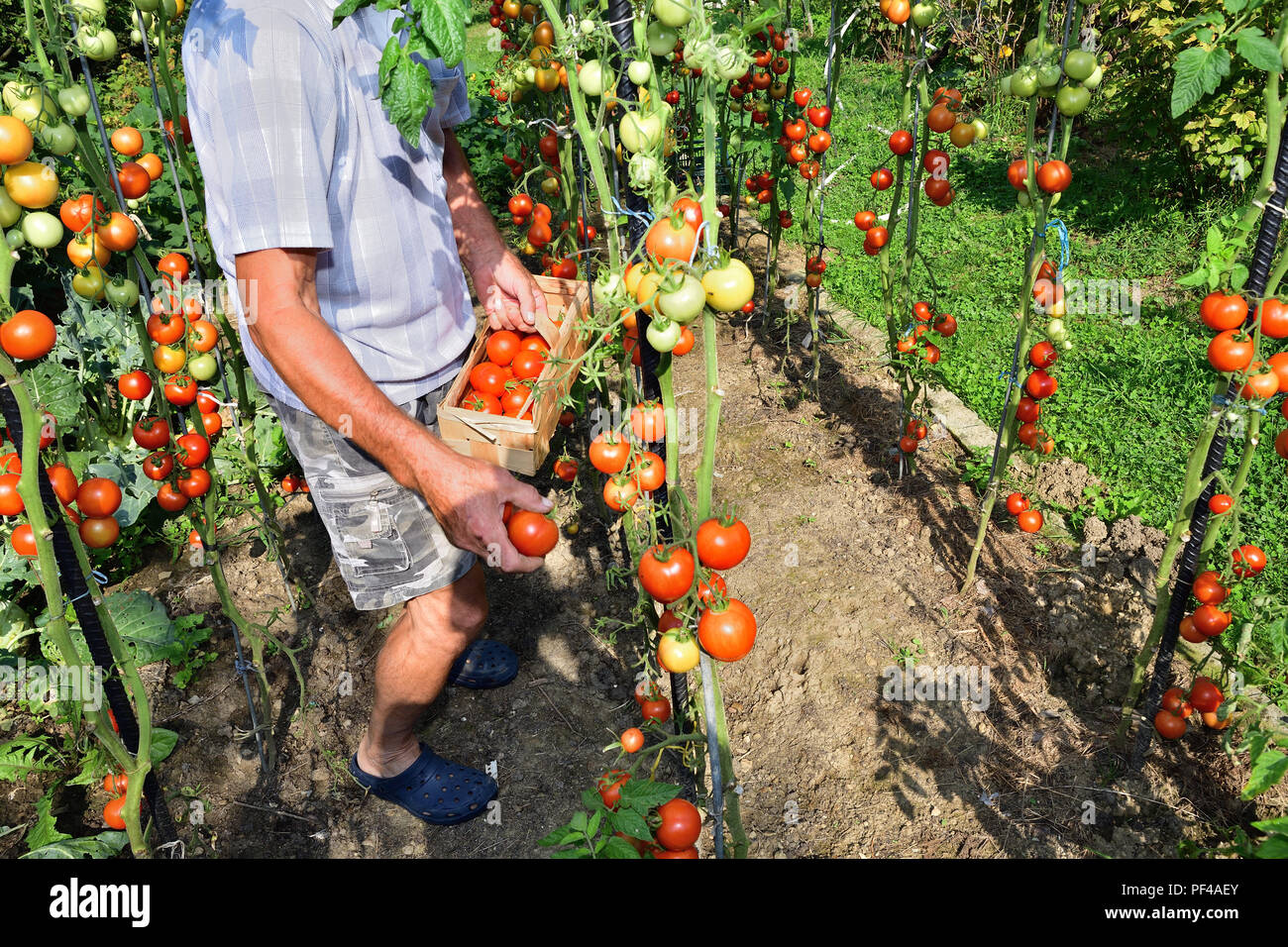 farmer collects tomato crops Stock Photo - Alamy