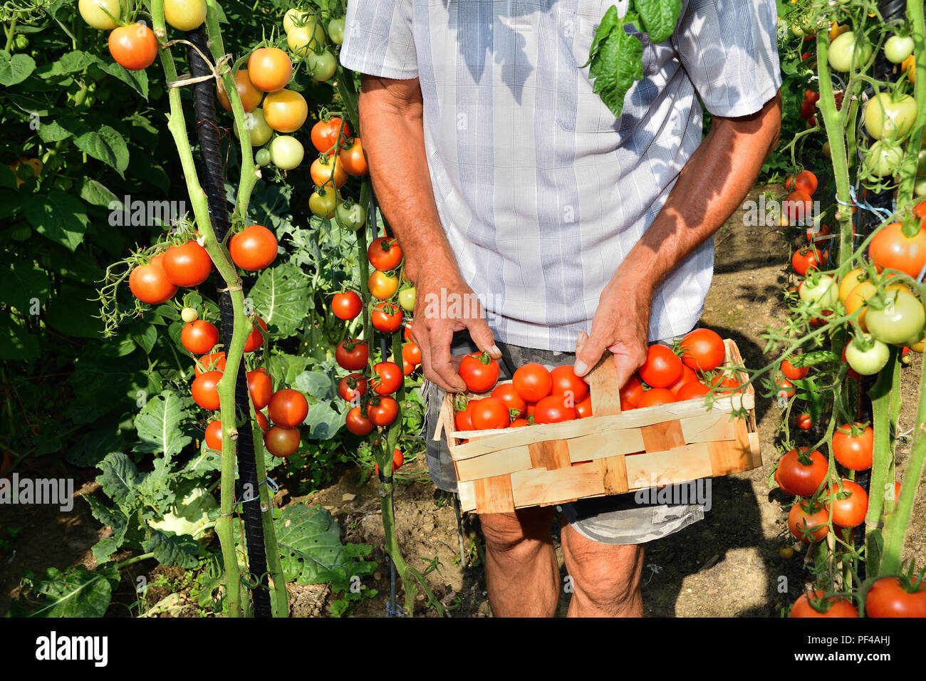 farmer collects tomato crops Stock Photo - Alamy
