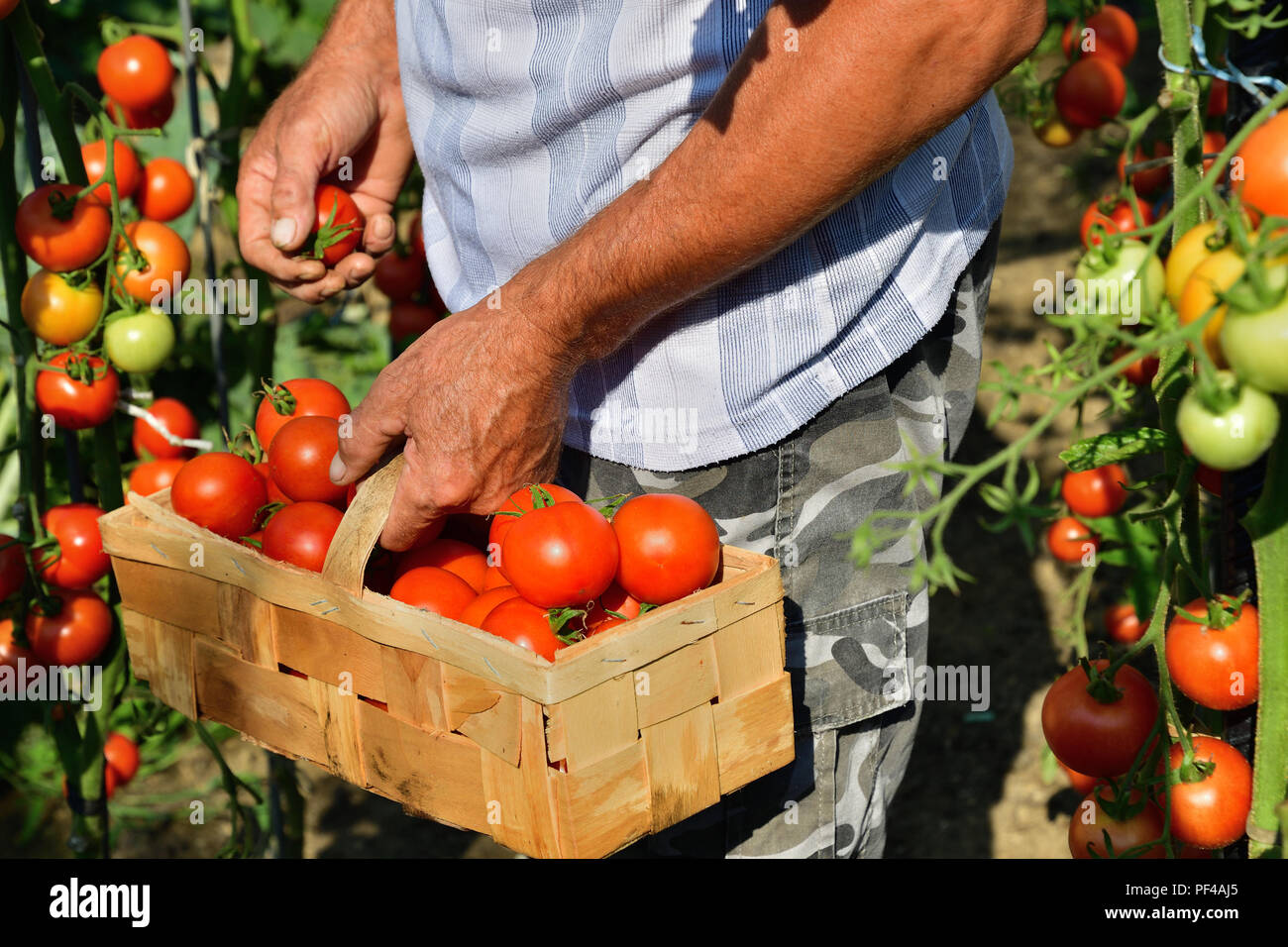 farmer collects tomato crops Stock Photo - Alamy