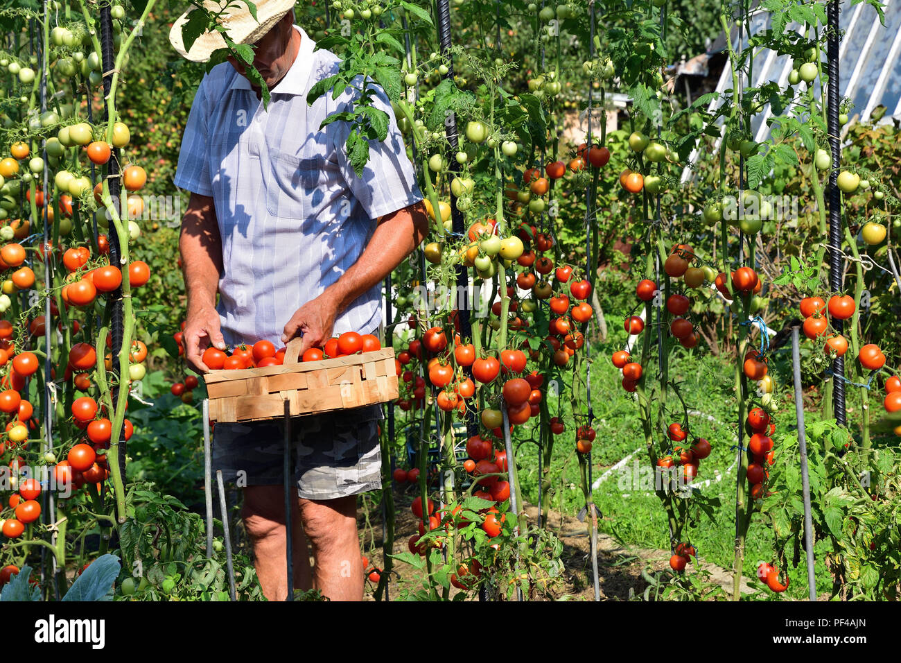 farmer collects tomato crops Stock Photo - Alamy