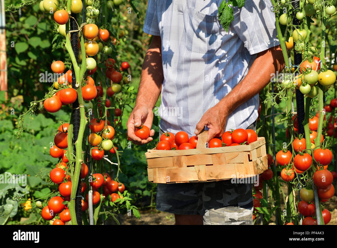 farmer collects tomato crops Stock Photo - Alamy