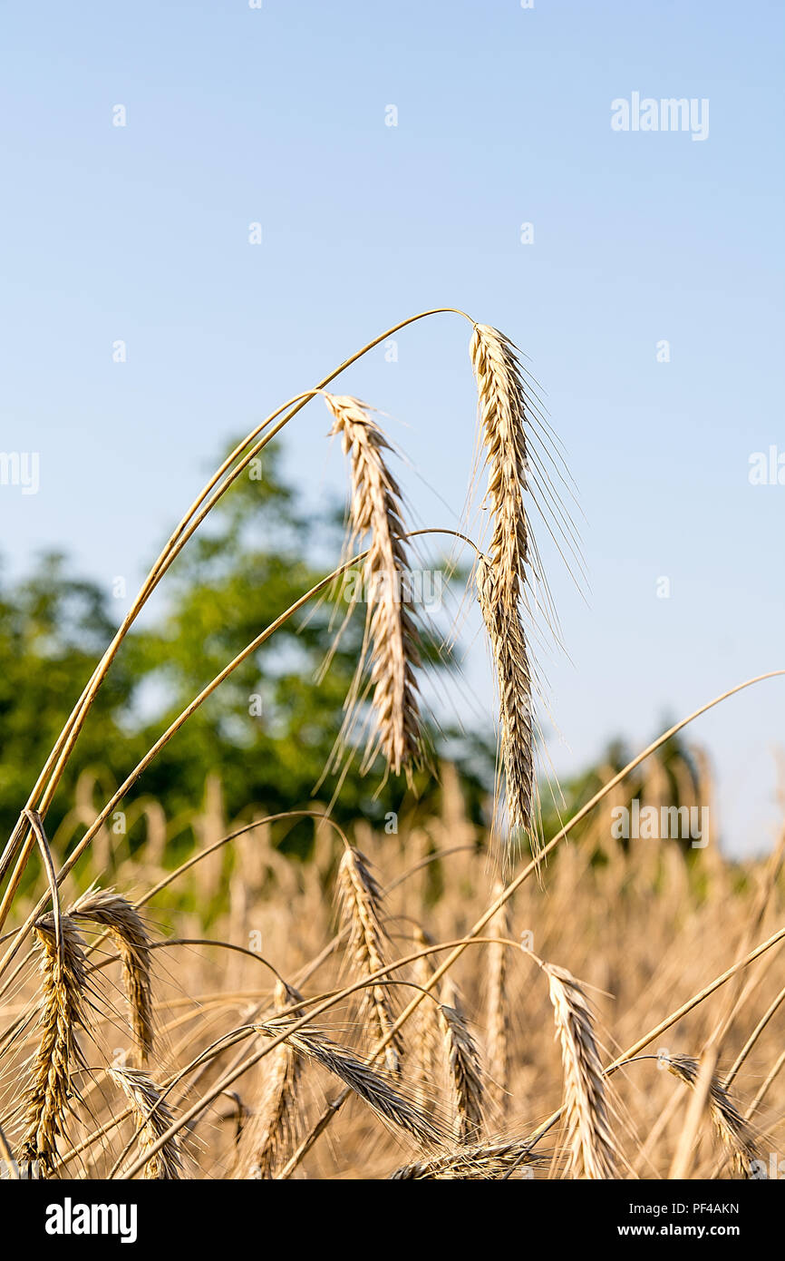 Field of rye in sunny day (Poland Stock Photo - Alamy