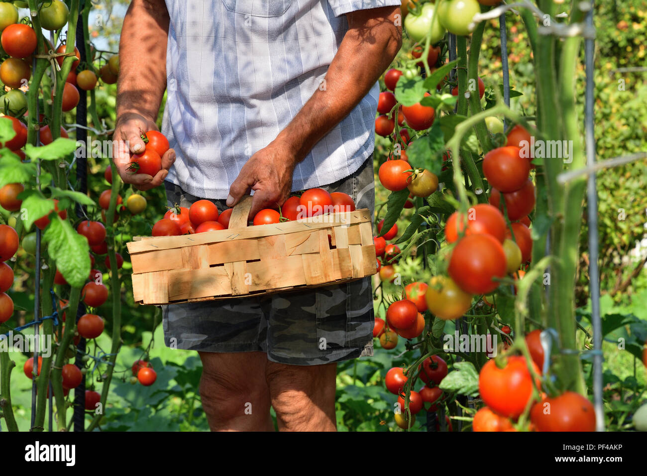 farmer collects tomato crops Stock Photo - Alamy