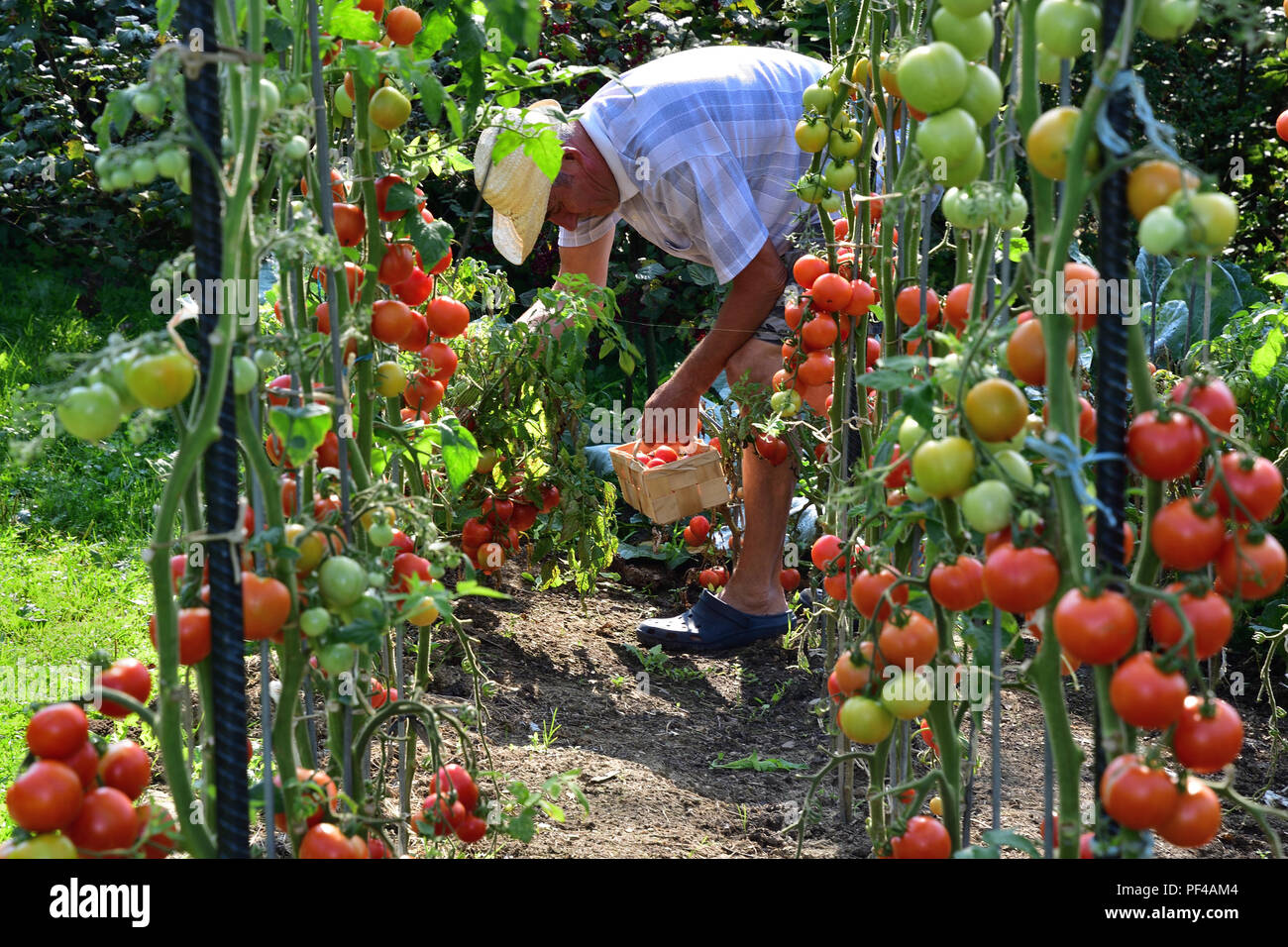 farmer collects tomato crops Stock Photo - Alamy