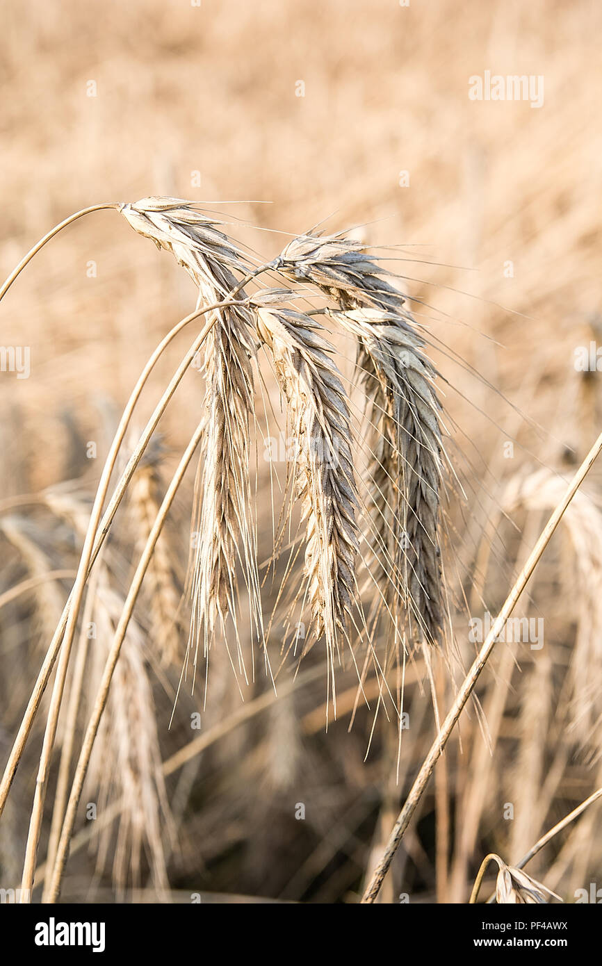 Field of rye in sunny day (Poland Stock Photo - Alamy