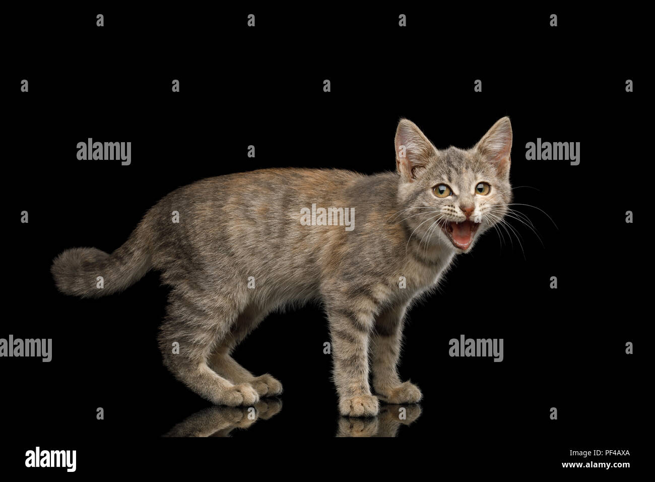 Cat Yelling Stock Photos & Cat Yelling Stock Images - Alamy